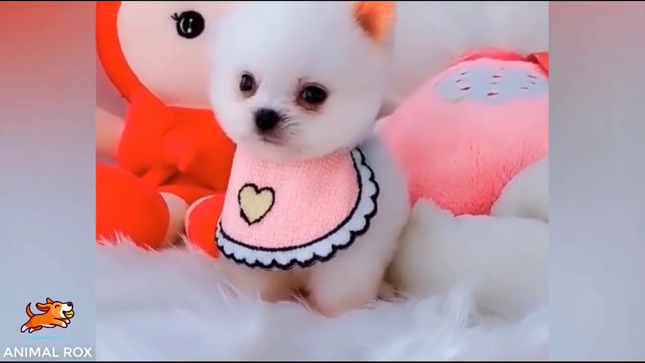 Cute little dog | Small dogs fun | Animals Rox - YouTube