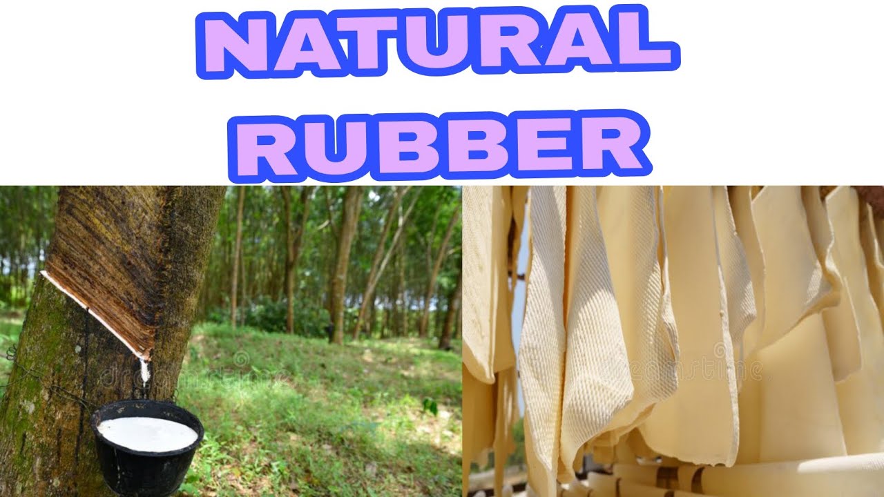 PROCESSING OF NATURAL RUBBER @sadhanadhananjaya CHEMISTRY WINS - YouTube