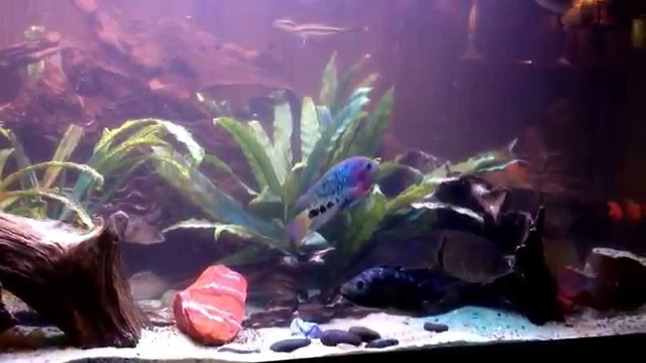 New 225 gallon fish tank - YouTube