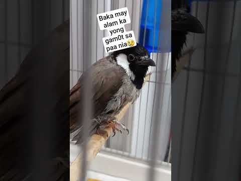 Maga talaga yong paa nia🙏 #bulbul #shortsvideo #shorts - YouTube