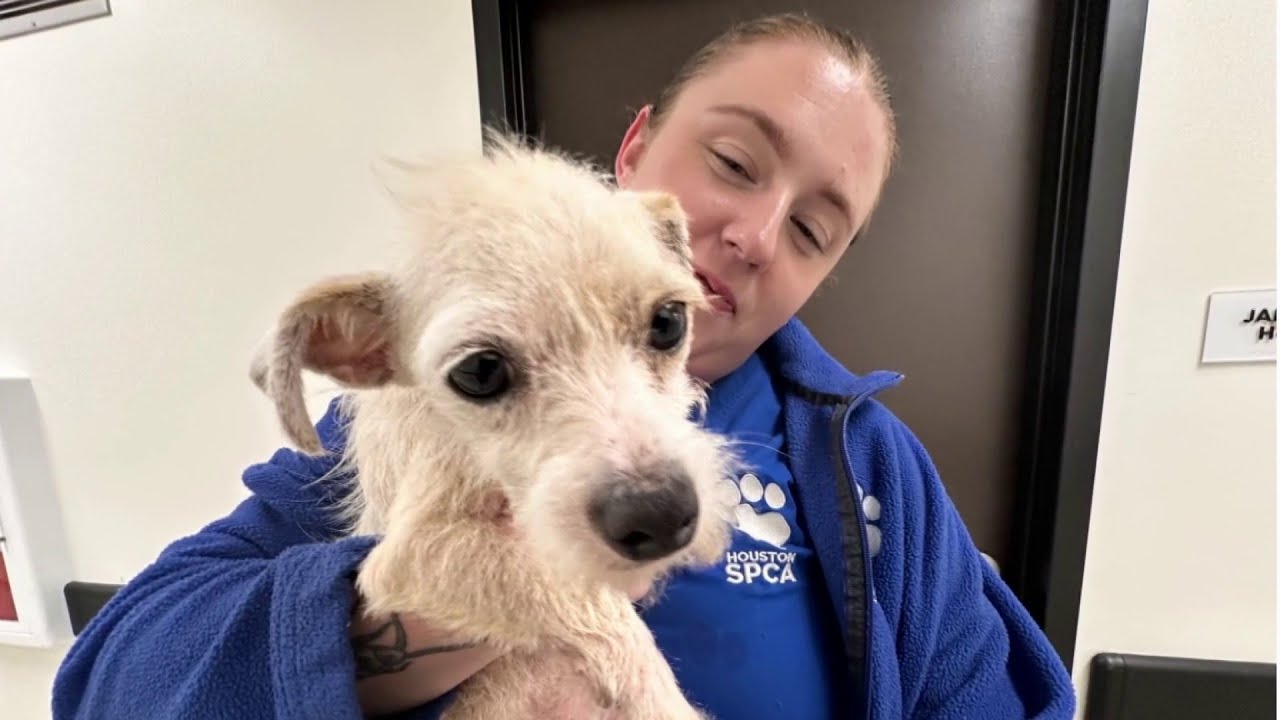 SPCA: 70 rescued dogs in need of fostering in Houston - YouTube