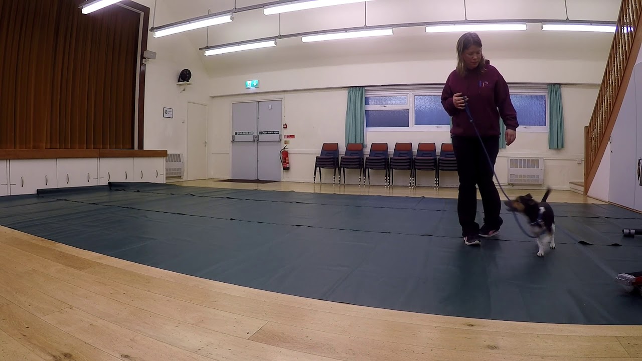 Loose lead walking - novice trick - YouTube