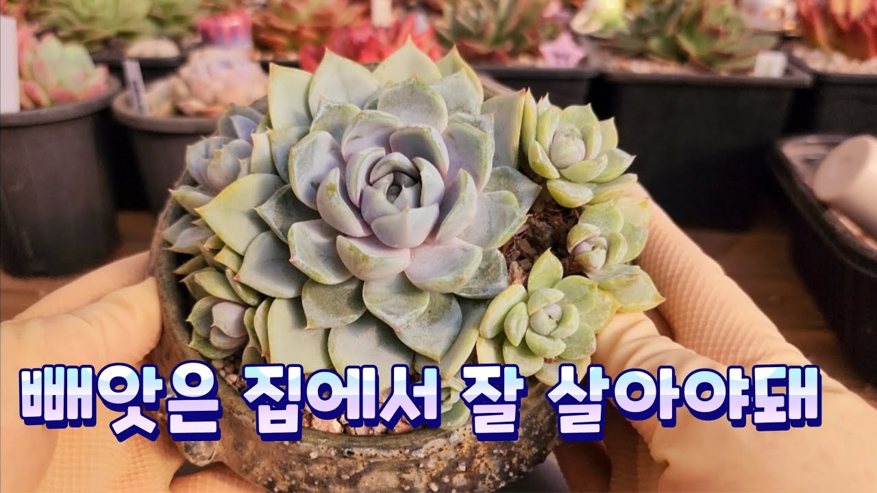 초보다육맘 화이트그리니 빼고 스노우바니 심어줘요화분이랑 찰떡궁합 다육이 다육일기 다육식물