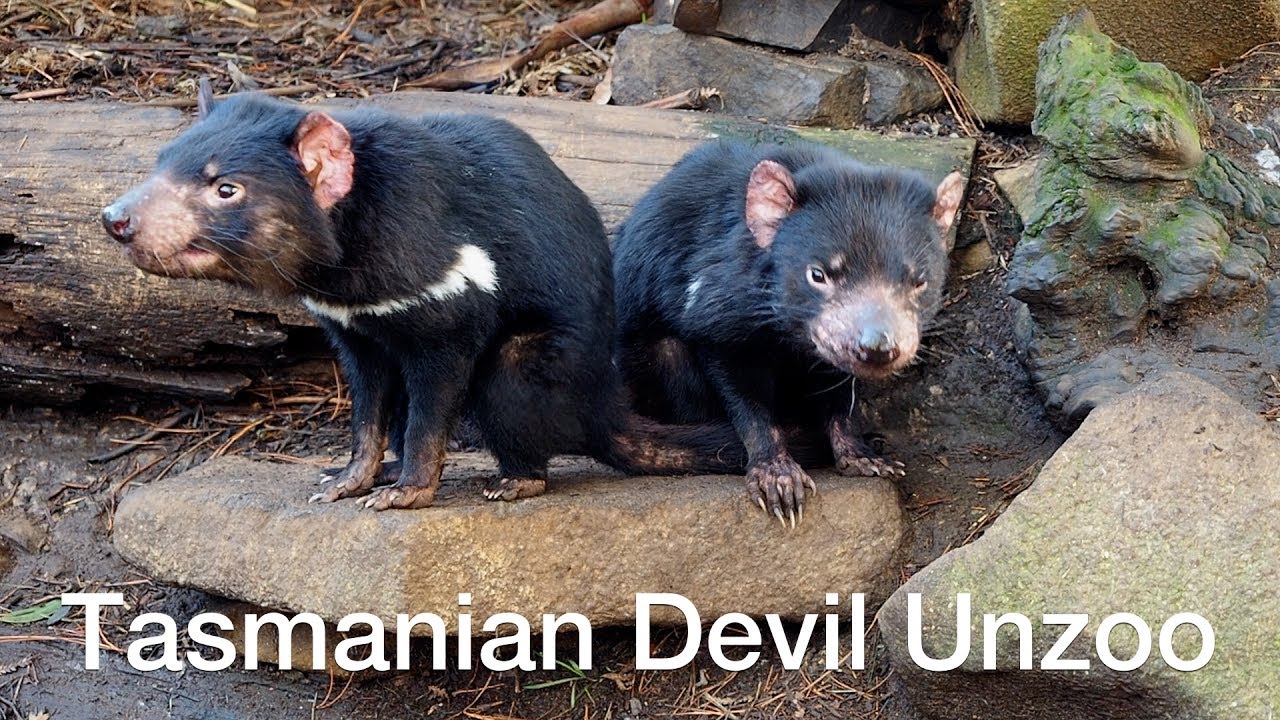 Tasmanian Devil Unzoo - Taranna - YouTube