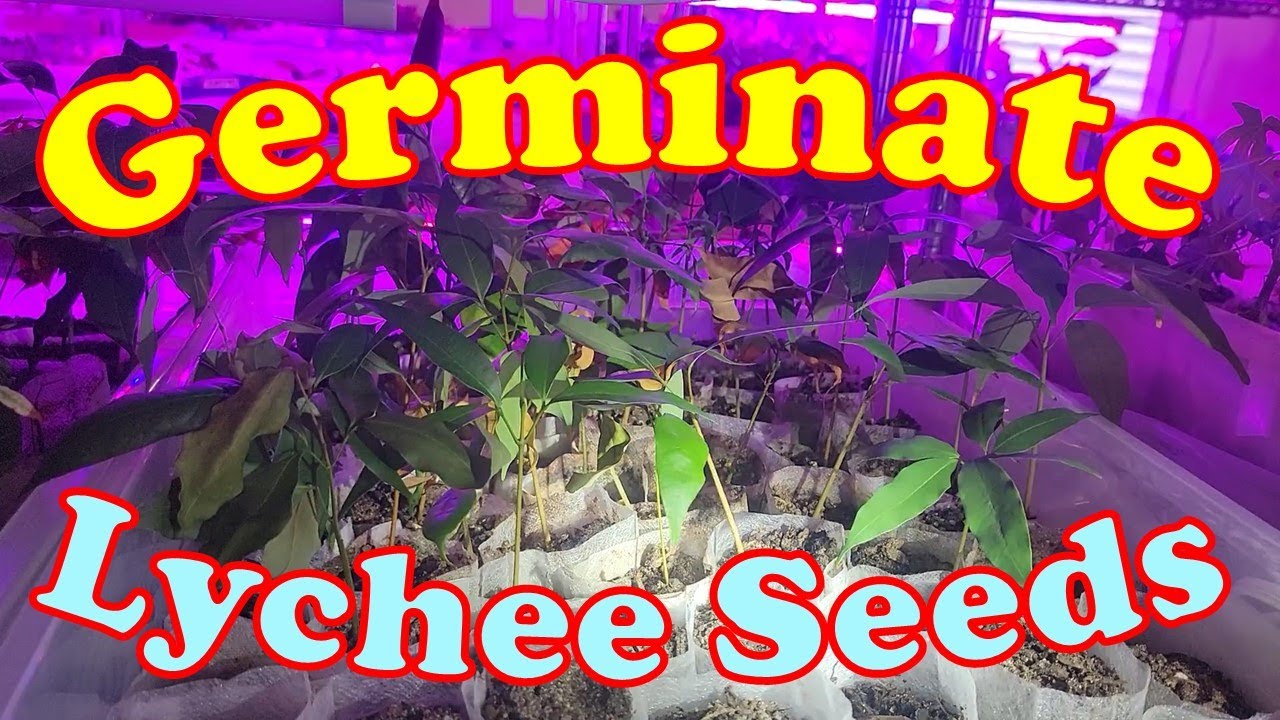 Best way to Germinate Lychee Seeds, Grow Lychee Trees - YouTube