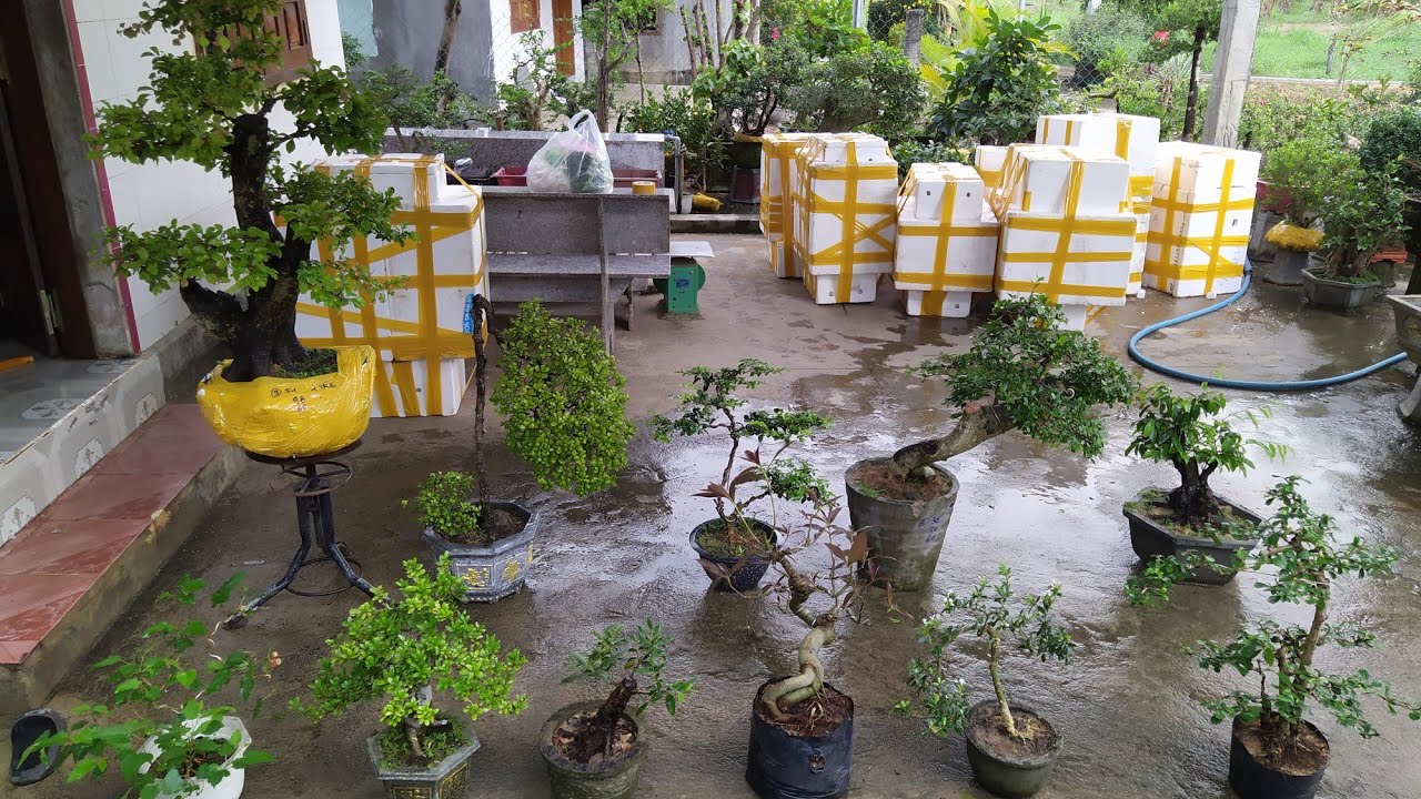 Chiều 10/3.#0983733063 Linh Sam , Mãng Chày , Sim , Duối , Hồng Quân ...