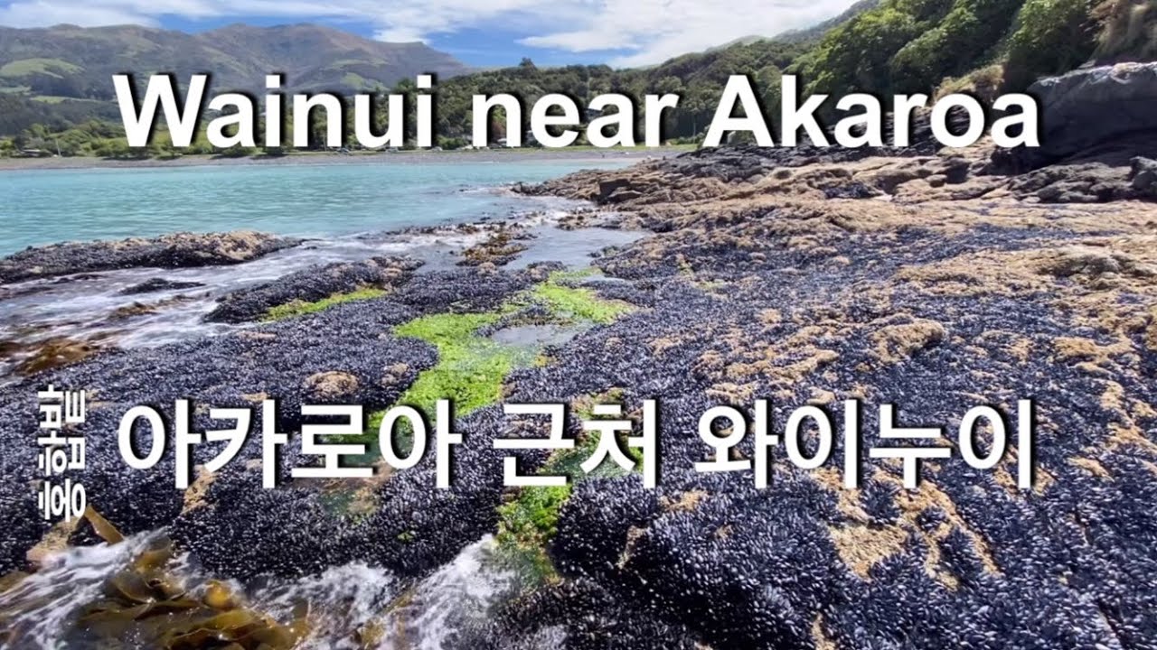 🇳🇿아카로아🇫🇷 근처 와이누이에서 전복 탐사 / 뜻밖의 홍합밭 / Wainui near 🇫🇷Akaroa🇳🇿 / 한적한 비치 ...