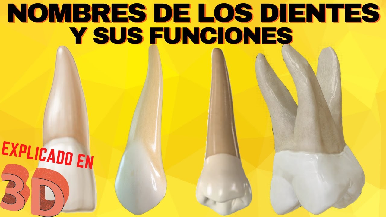 Nombre de los dientes: descubre sus nombres y su función | Grupos de ...