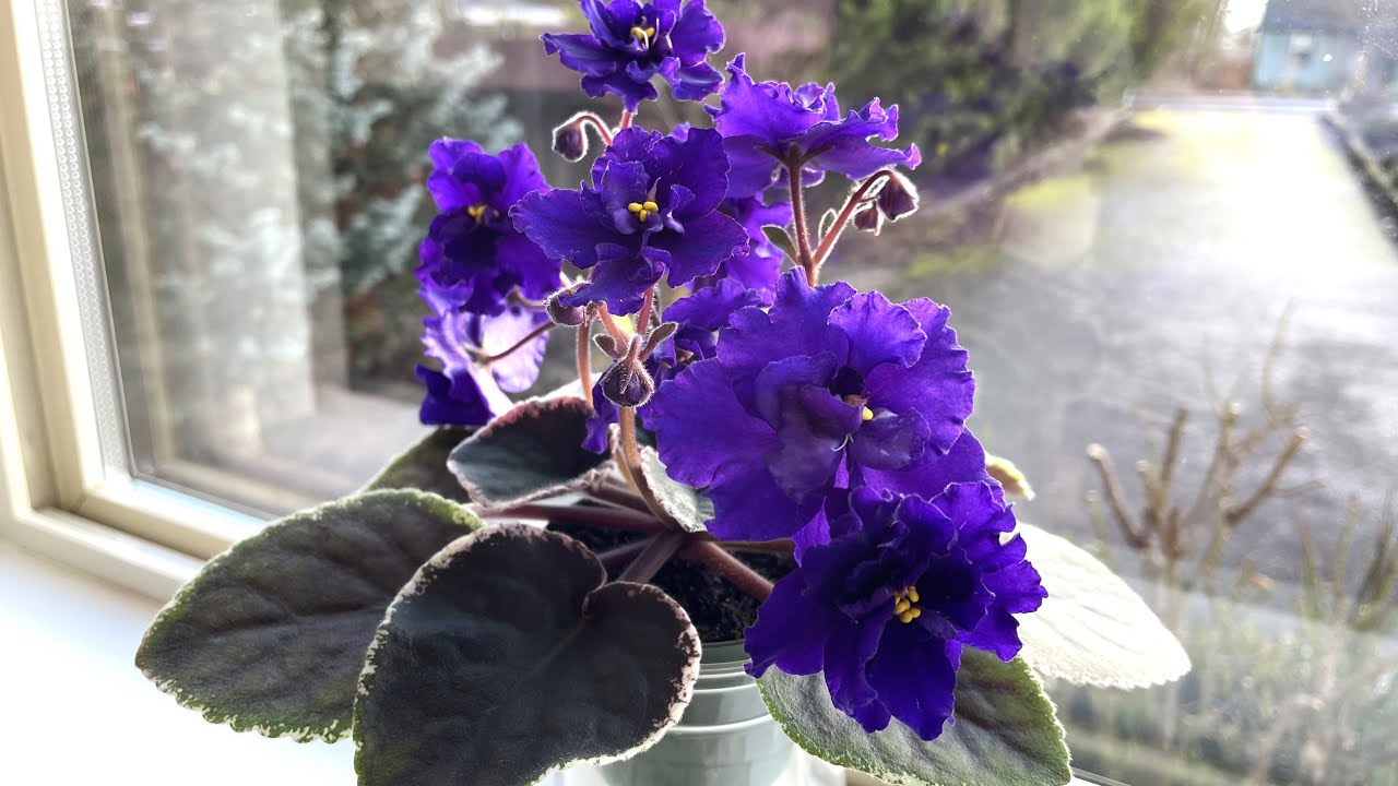 Cajun’s Fascinating Fury Take 2 – Big Reveal – 1st Blooms - YouTube