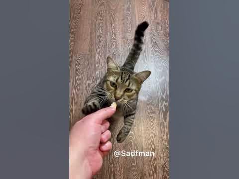 Когда нашёл повод пригласить друзей в гости. Смотреть со звуком) - YouTube