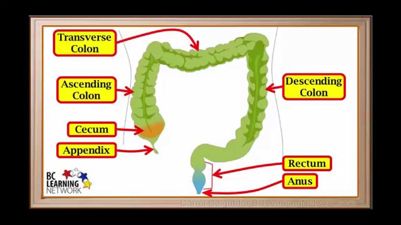 WCLN - The Large Intestine - Biology - YouTube