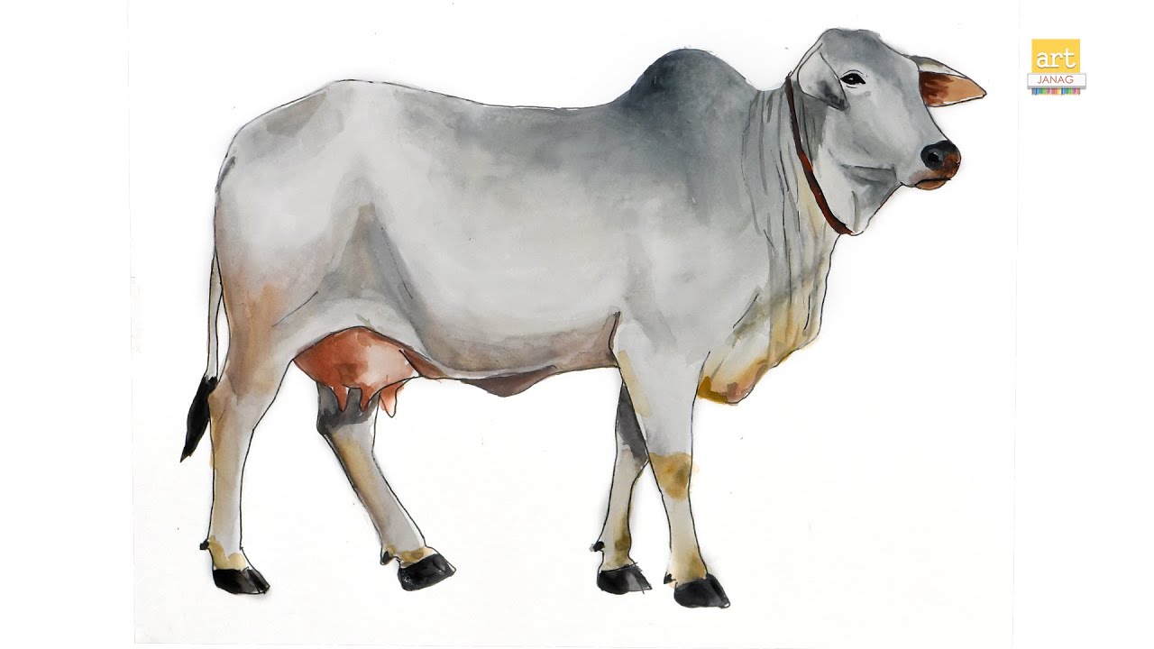 Tharparkar Cow
