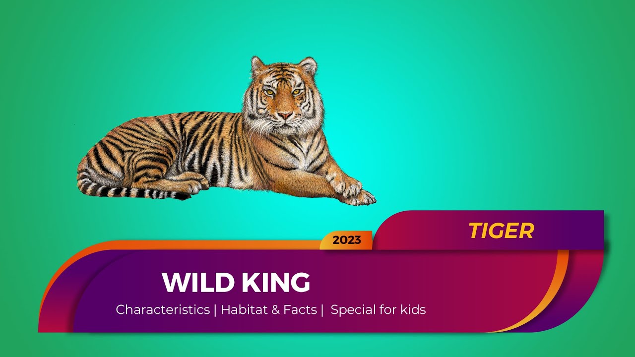 King of animal the Tiger Characteristics | Habitat & Facts | Special ...