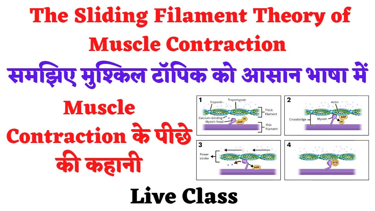 The Sliding Filament Theory of Muscle Contraction || Muscle Contraction ...