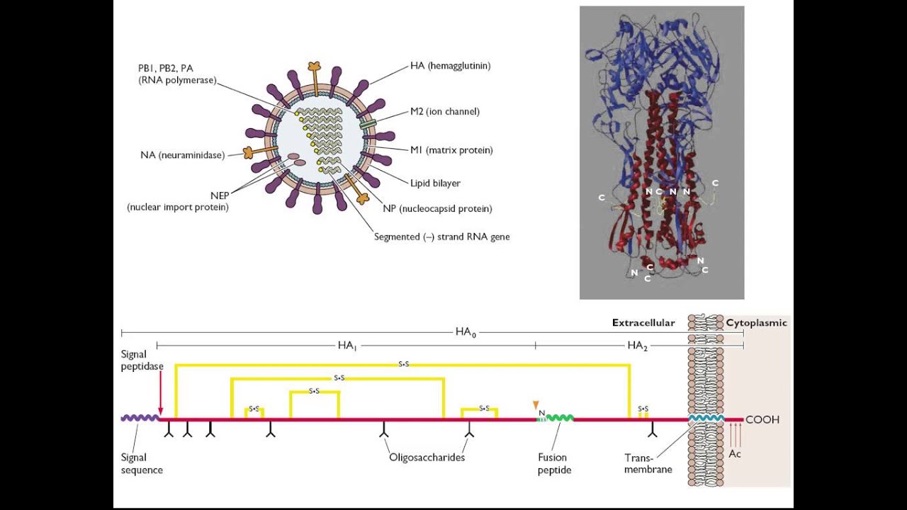 Virology 2012 Lecture #11: Assembly - YouTube