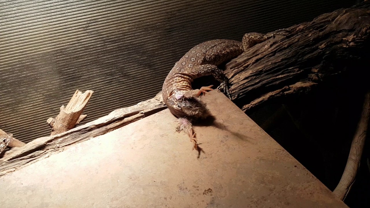 Timor monitor (Varanus timorensis) feeding - YouTube