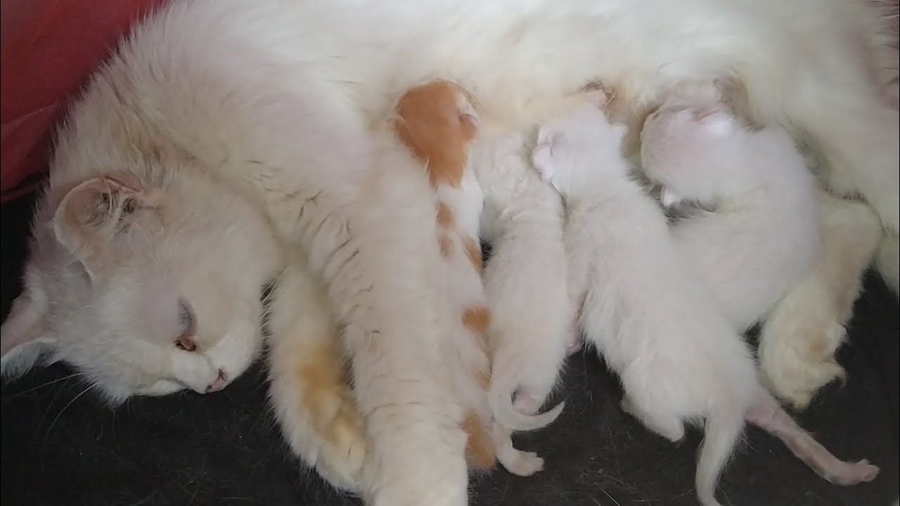 Poor ill Kitten Is Still Very Weak Although Deaf Mother Cat Feeding ...