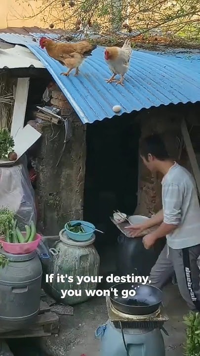 chicken laying eggs #chicken #funny #fypシ゚viral - YouTube