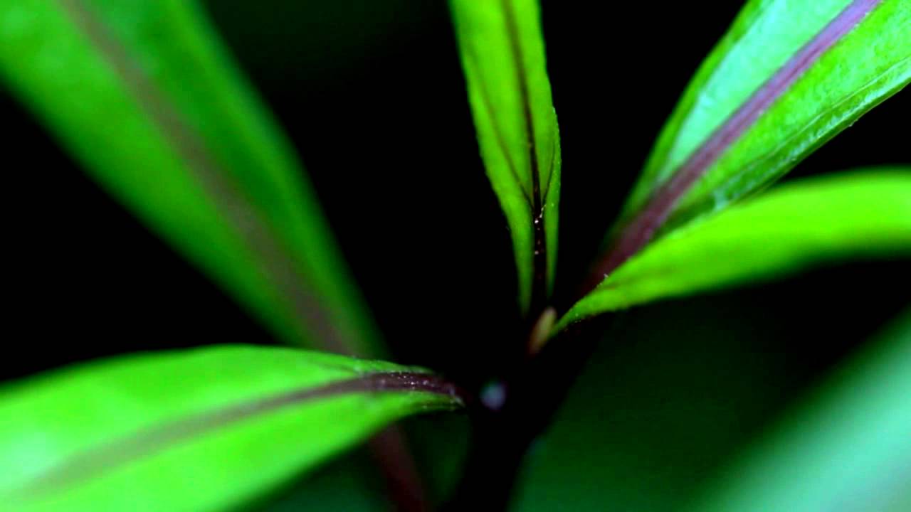 Ayapana Triplinervis - YouTube