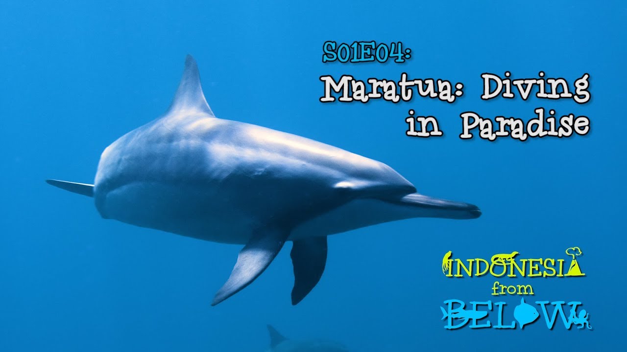 Maratua: Diving in Paradise [4K] | Indonesia from Below (S01E04) | SZtv ...