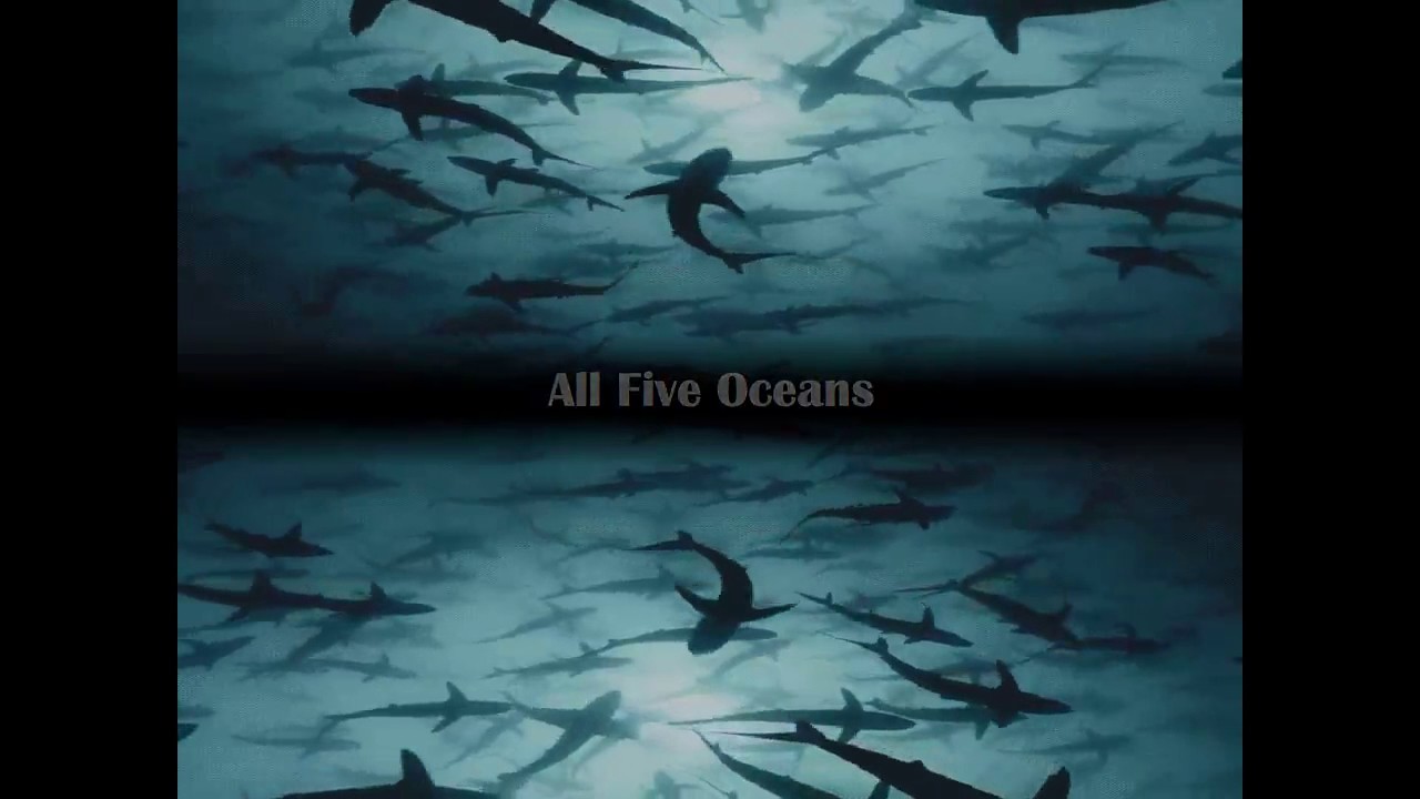 The Shark Army : Thousands of Sharks Swimming Under The Ocean - YouTube
