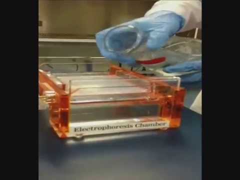 Murder Mystery solved by DNA electrophoresis - YouTube