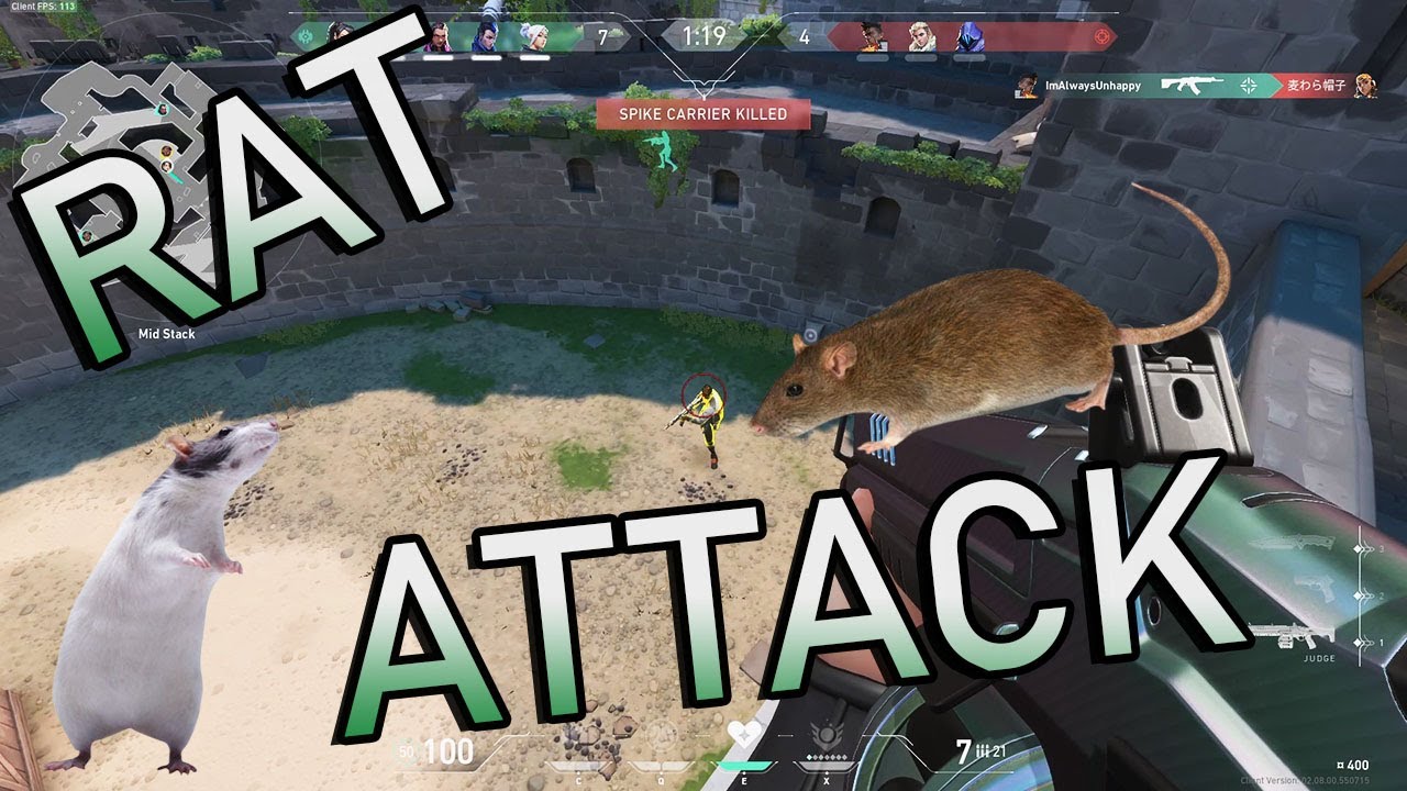 VALORANT RAT PLAYS - YouTube