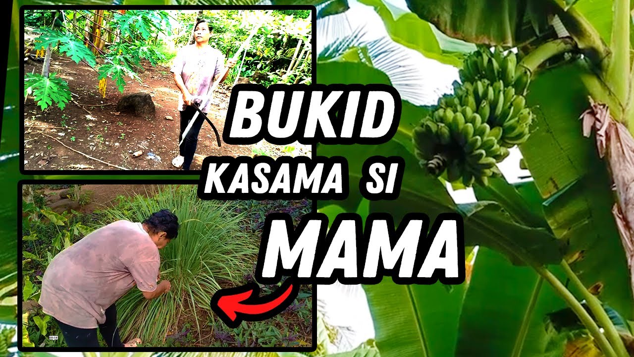 Sinama ako ni Mama manguha ng gulay, saging maluggay at tanglad sa ...