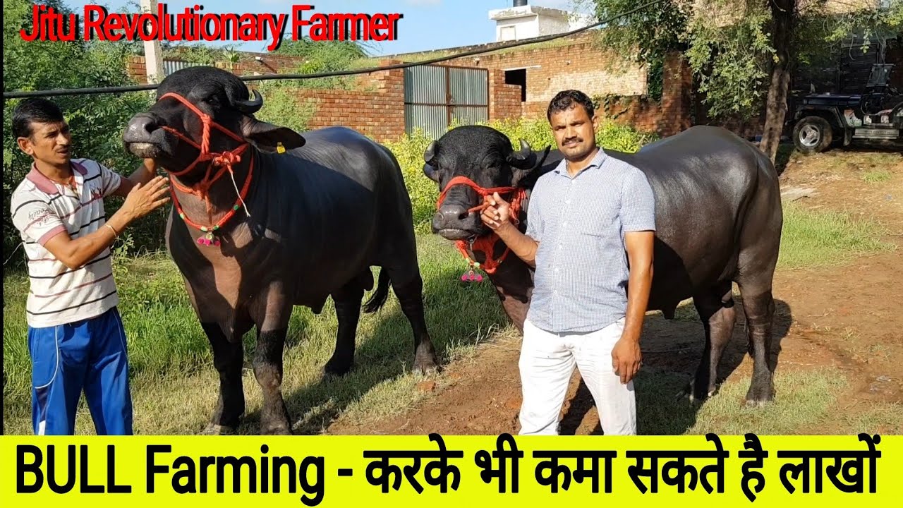 👍 SUPER MURRAH Bull- BULL FARMING - Become a #BullFarmer -EARN Lakhs of ...