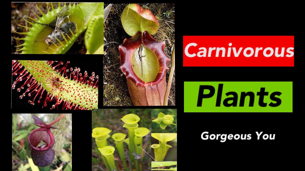 Carnivorous Plants Meat Eater Plants Gorgeous You YouTube carnivorous-plants-meat-eater-plants-gorgeous-you-youtube