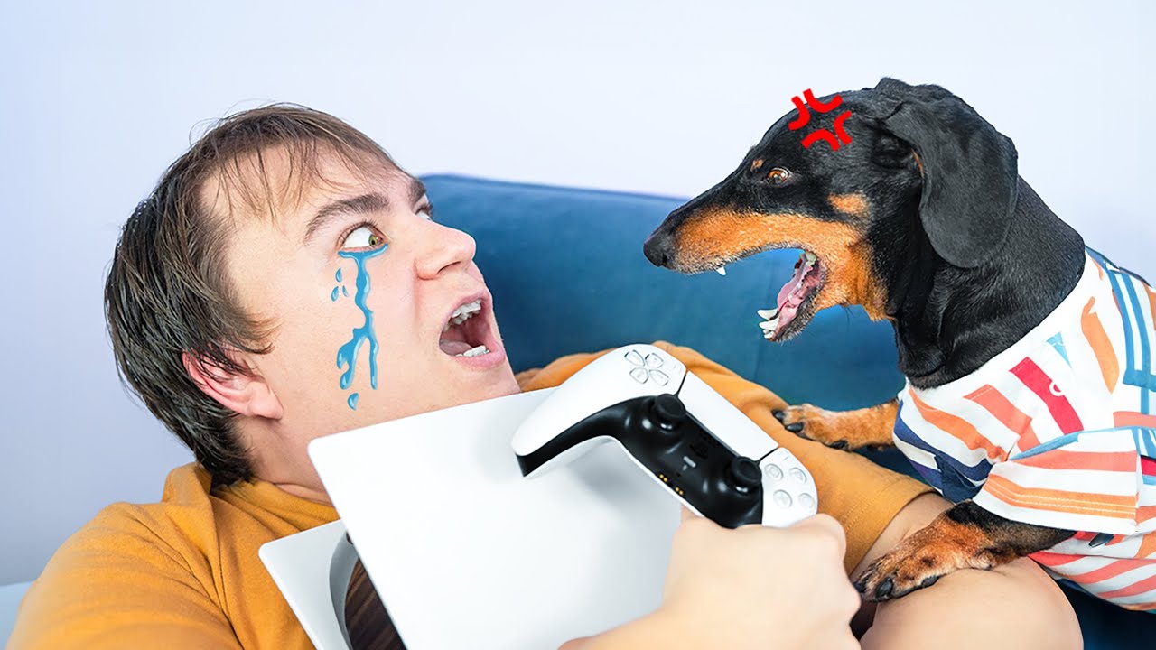 Gaming Addiction! Cute & funny dachshund dog video! - YouTube
