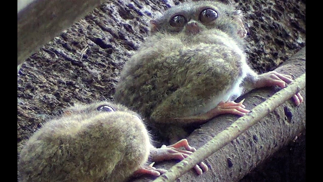 "EL MONO MÁS PEQUEÑO" Norte de Sulawesi (de mi vuelta a Indonesia ...