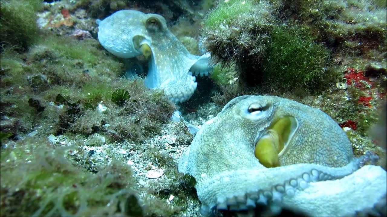 TODA LA VIDA...QUISIERA JUGAR CON ESTOS PULPOS - YouTube