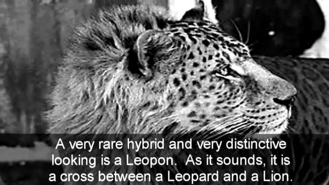 Top 7 Amazing and Rare Animal Hybrids - YouTube