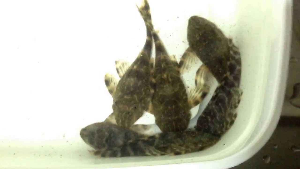 Panaqolus maccus aka Clown Pleco? L104? - YouTube