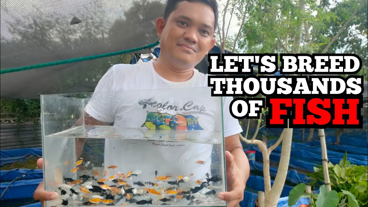 Breeding Thousands of Ornamental Fish made easy! | English Version ...