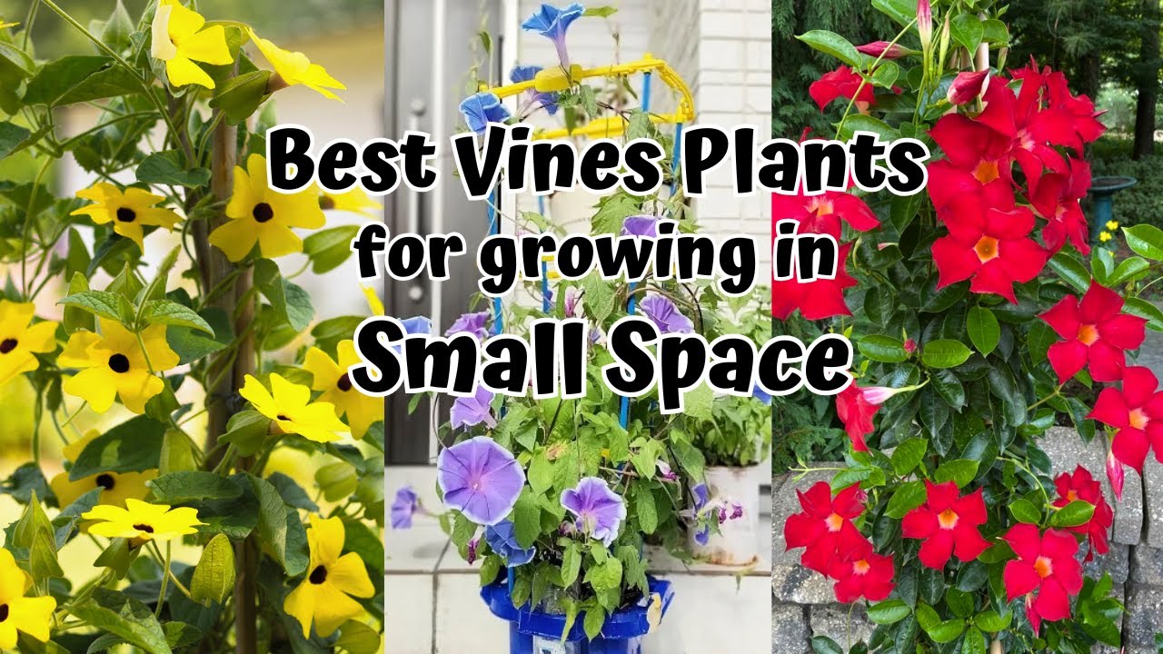 Best Vines for Growing in Small Space Garden Small Flowering Vines for ...