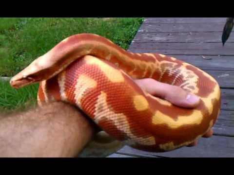 UKDave8 Pure VPI Line Cherry Bomb Albino Blood Python - YouTube
