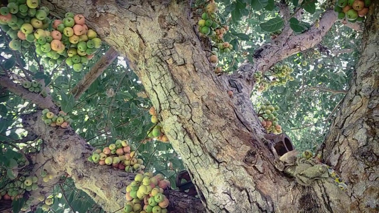 Medi pandu chudu melimai undunu potta vippi chudu purugulu undunu - YouTube