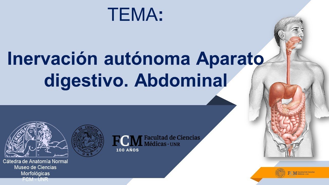 Inervación autónoma Aparato digestivo Abdominal - YouTube