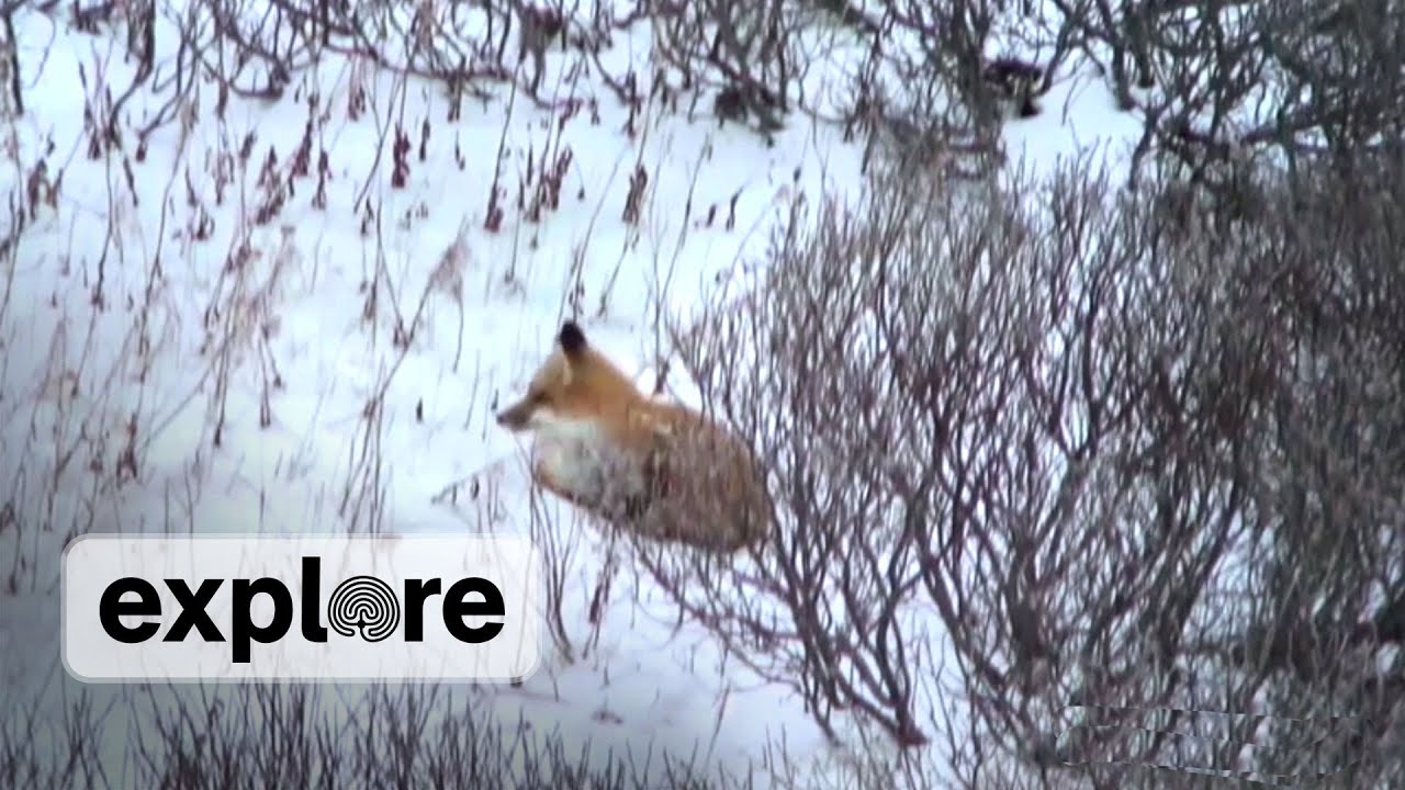 Red Fox - YouTube
