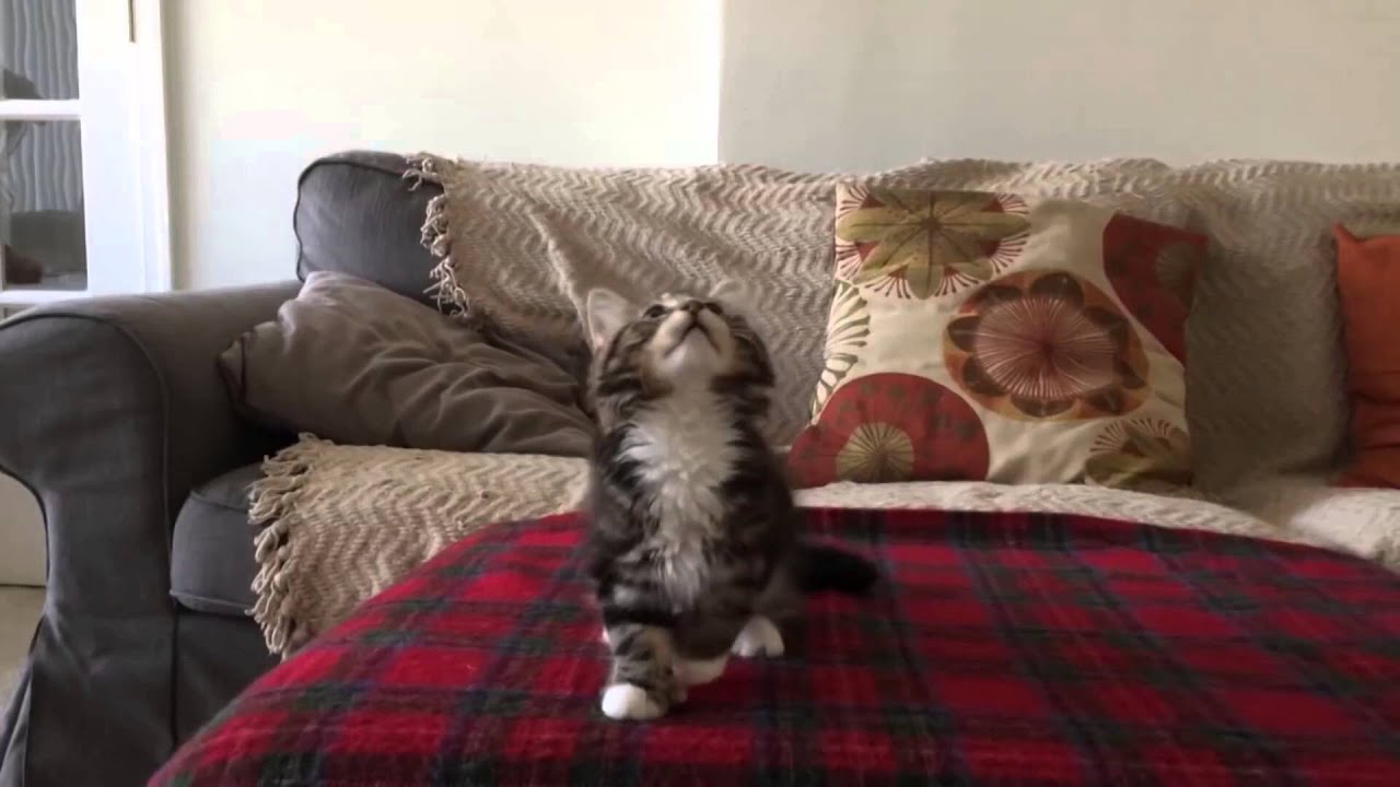 Cats dancing on Psy's Daddy!!! Must watch!! Funny cats! - YouTube