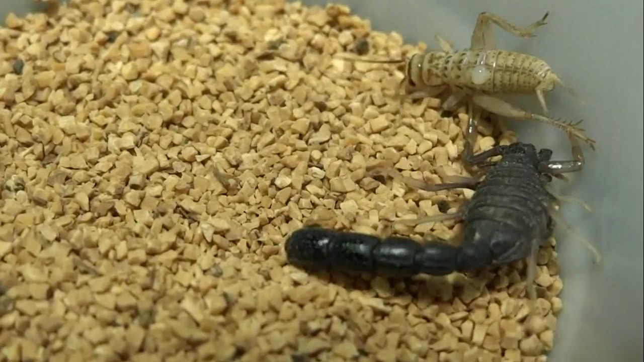 Orthochirus Innesi, Egypt Pillar-Tailed Scorpion takes on a cricket ...