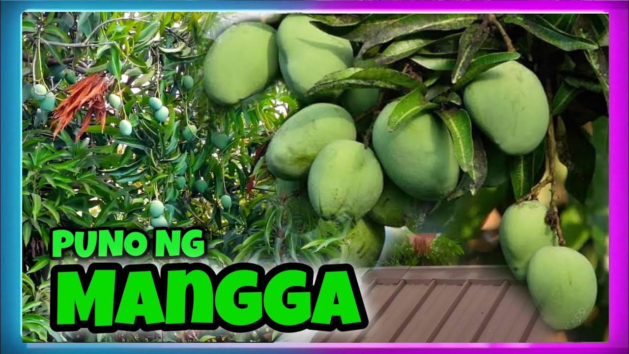 Mini VLOG | Puno ng MANGGA - YouTube