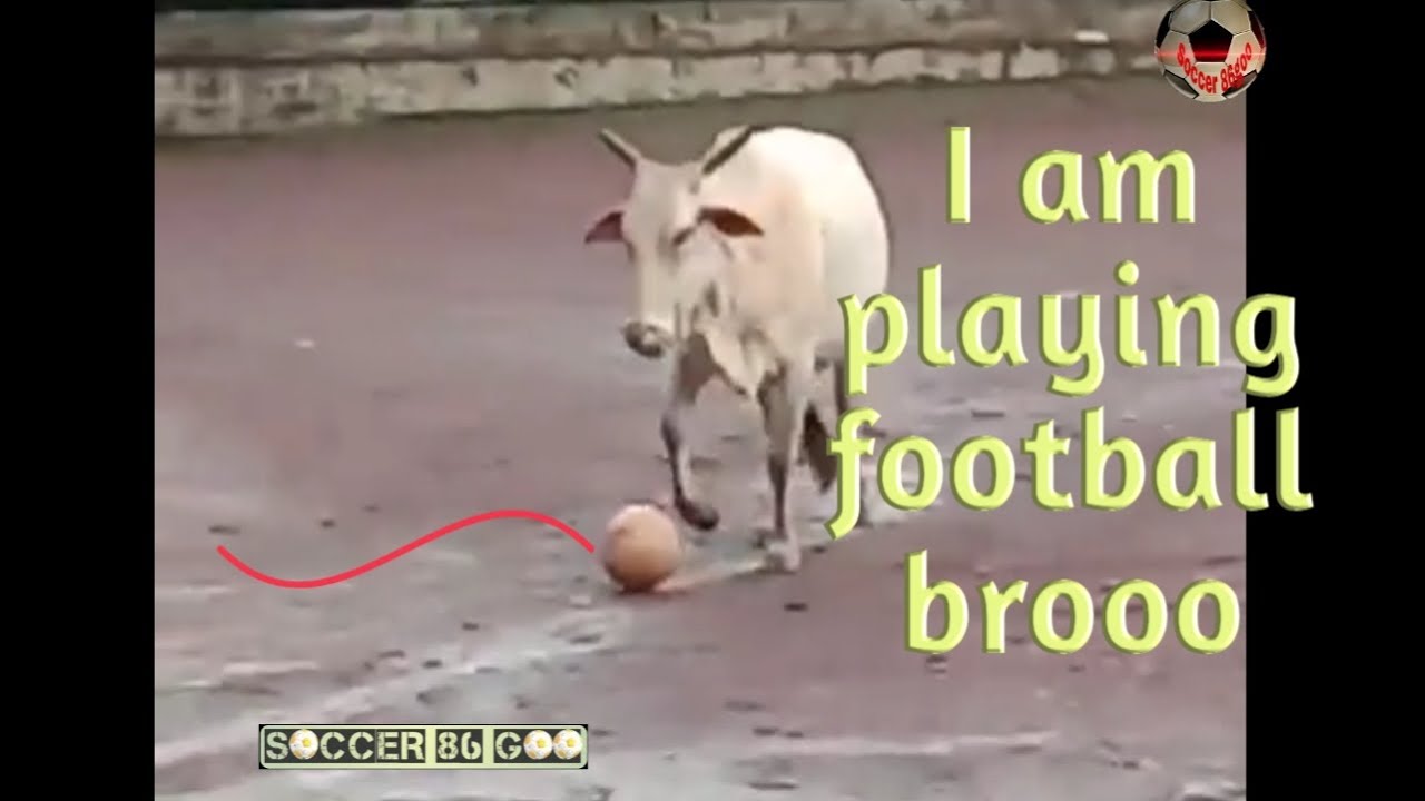 #viralvideos #funnyanimal Amazing, Cow Playing Football.... - YouTube