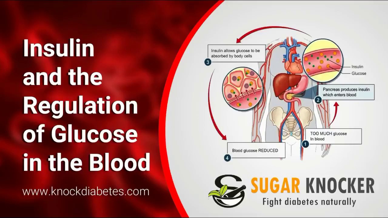 Insulin and the Regulation of Glucose in the Blood - YouTube