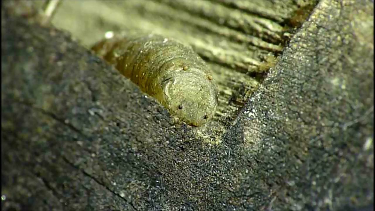 Rat Tailed Maggot Horns Development ( Real-time ) - YouTube