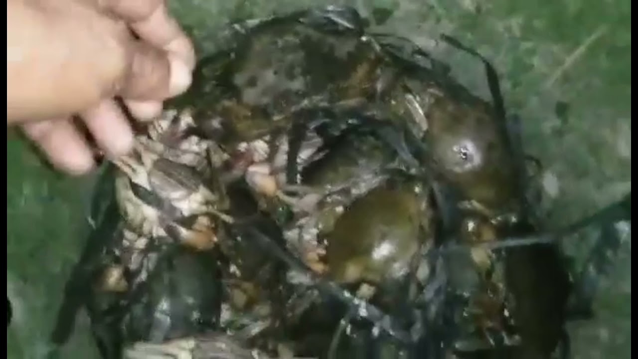 ang laki ng alimango - YouTube