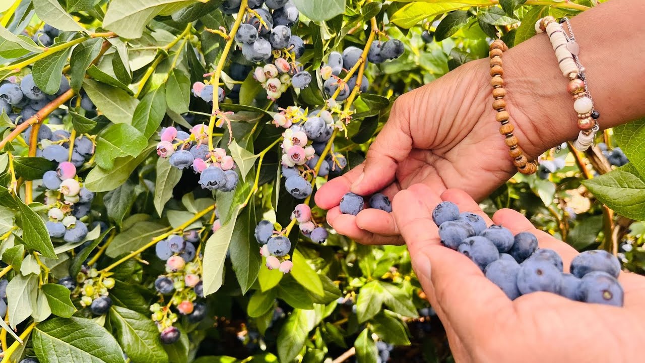 A Day of Blueberry Picking with Healthy Smoothie Recipe - YouTube