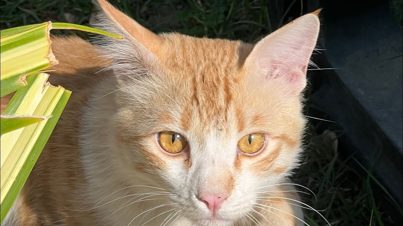 Ruffles is live with ginger tabby’s adventures #cat #cats - YouTube